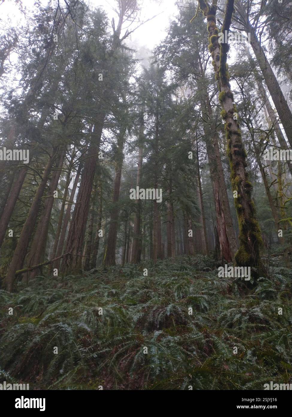 western sword fern (Polystichum munitum), Plantae, Oregon, US Stock ...