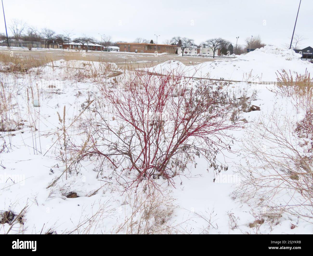 red osier dogwood (Cornus sericea), Plantae, Fond du Lac, WI, USA Stock ...