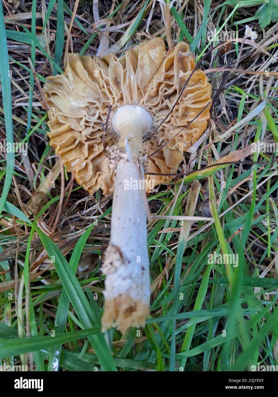 Fly Agaric (Amanita muscaria), Fungi, Oreti Beach 9879, New Zealand ...