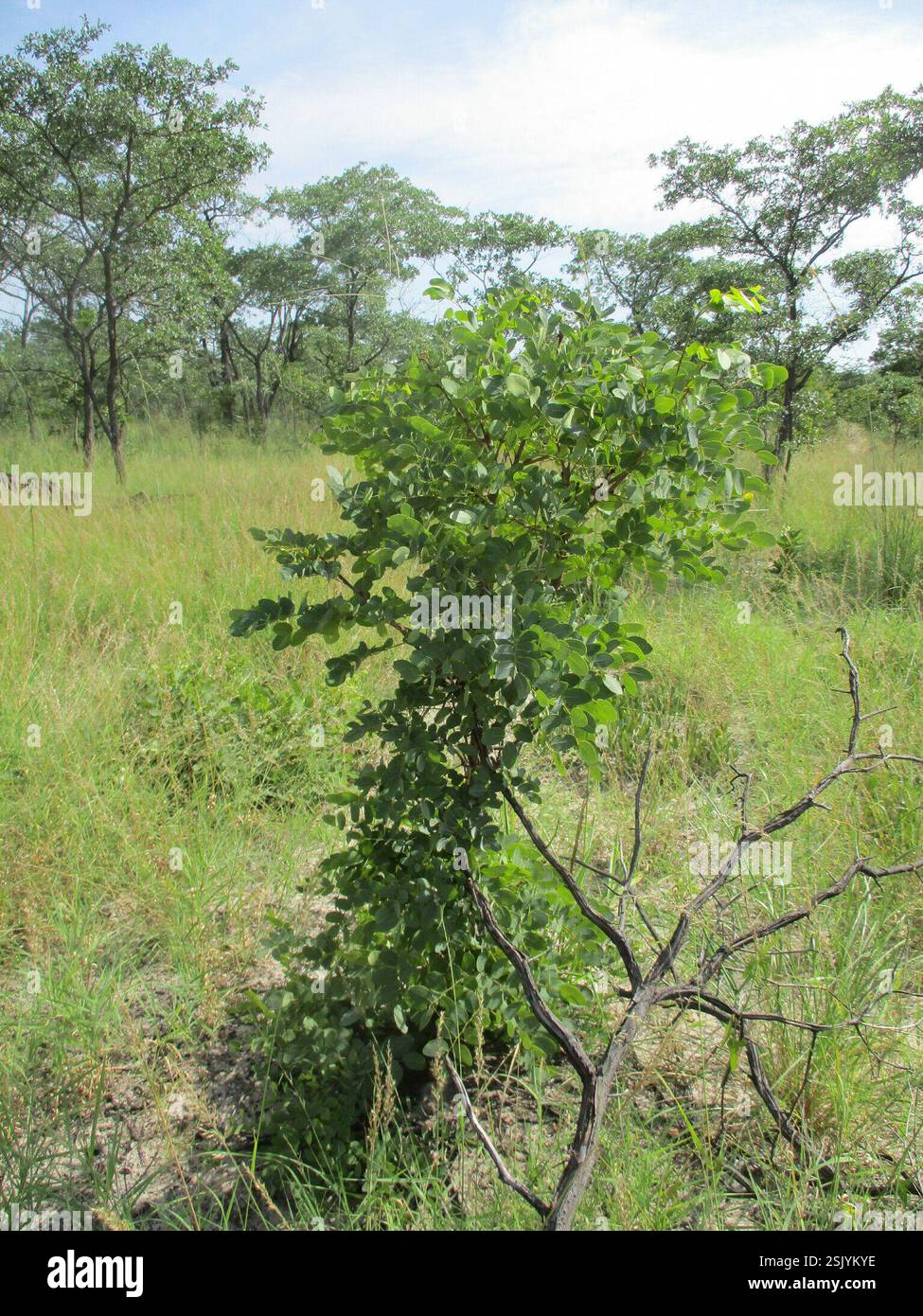 wild syringa (Burkea africana), Plantae, Zambezi Region, Namibia Stock ...