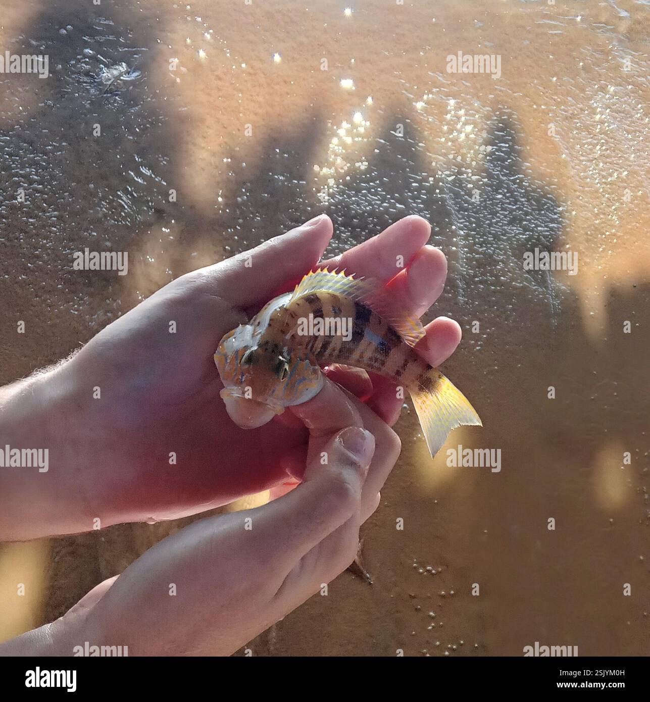 Sand Perch (Diplectrum formosum), Actinopterygii, Belo Horizonte ...