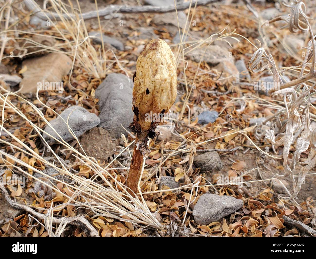 Desert Shaggymane (Podaxis pistillaris), Fungi, Alamogordo, NM 88310 ...