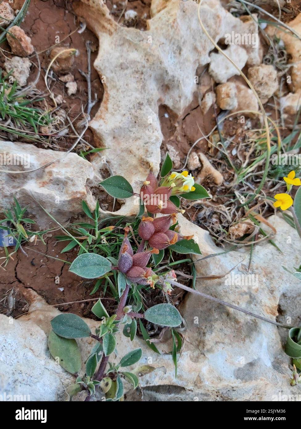 Bladder Vetch (Tripodion tetraphyllum), Plantae, X8GH+XCQ Għar Tuta ...