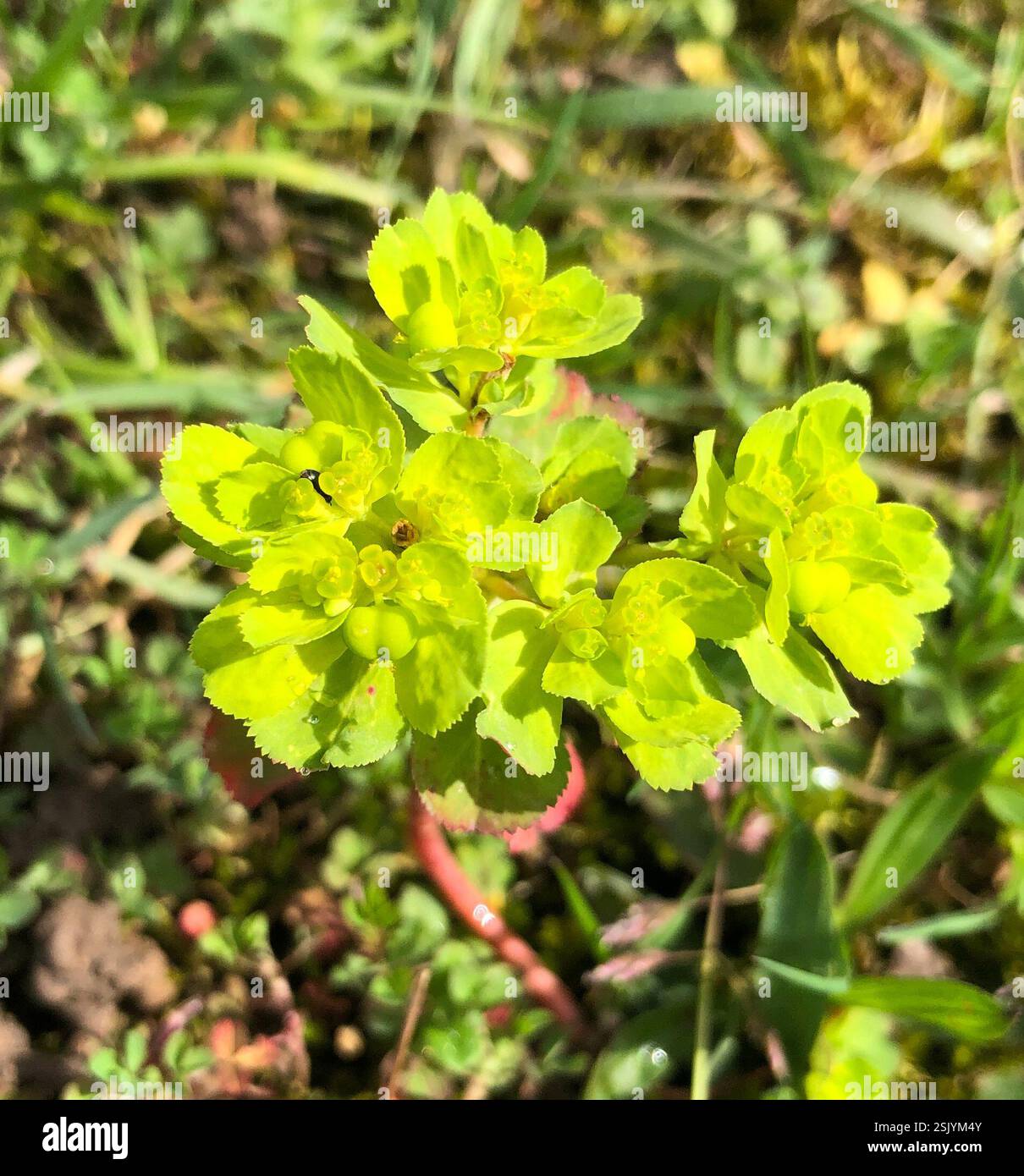 Sun spurge (Euphorbia helioscopia), Plantae, Heidelberg, Deutschland ...