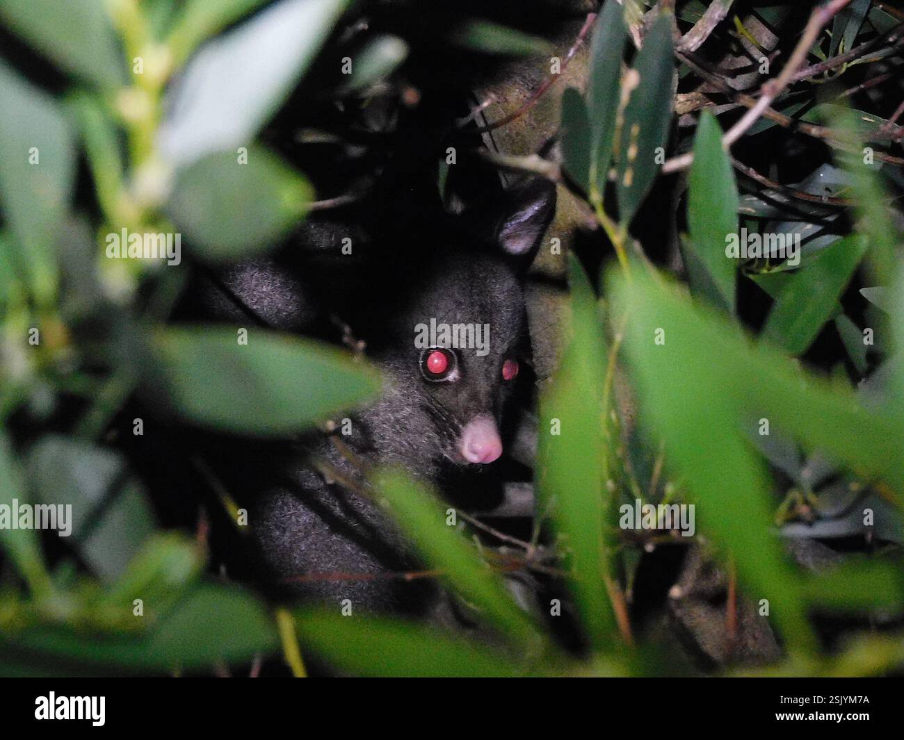 Tasmanian Brush-tailed Possum (Trichosurus vulpecula fuliginosus ...