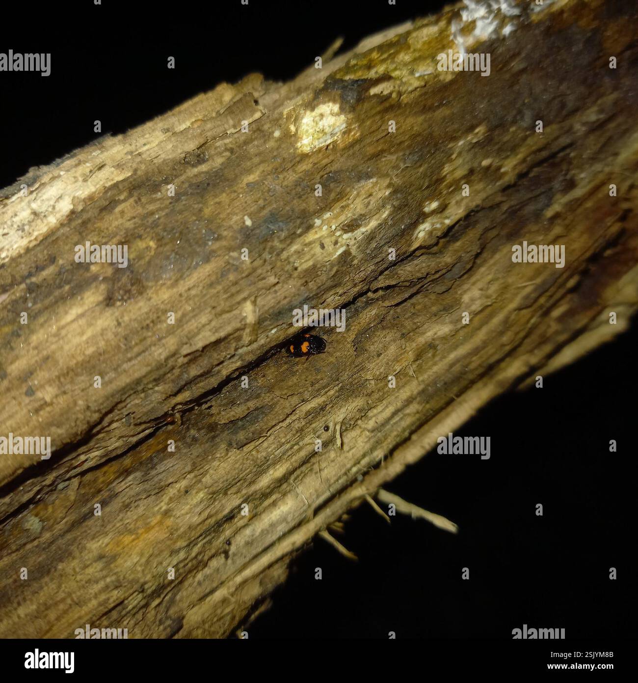 Orange-spotted Scaphidium (Scaphidium quadrimaculatum), Insecta, 821 06 ...