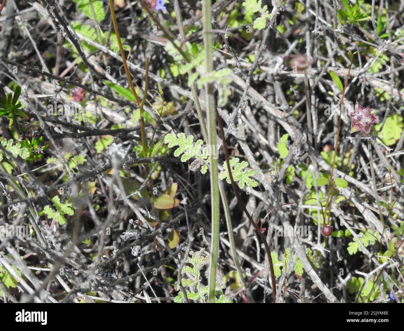 Chia (Salvia columbariae), Plantae, Topanga, Topanga State Park, Santa ...