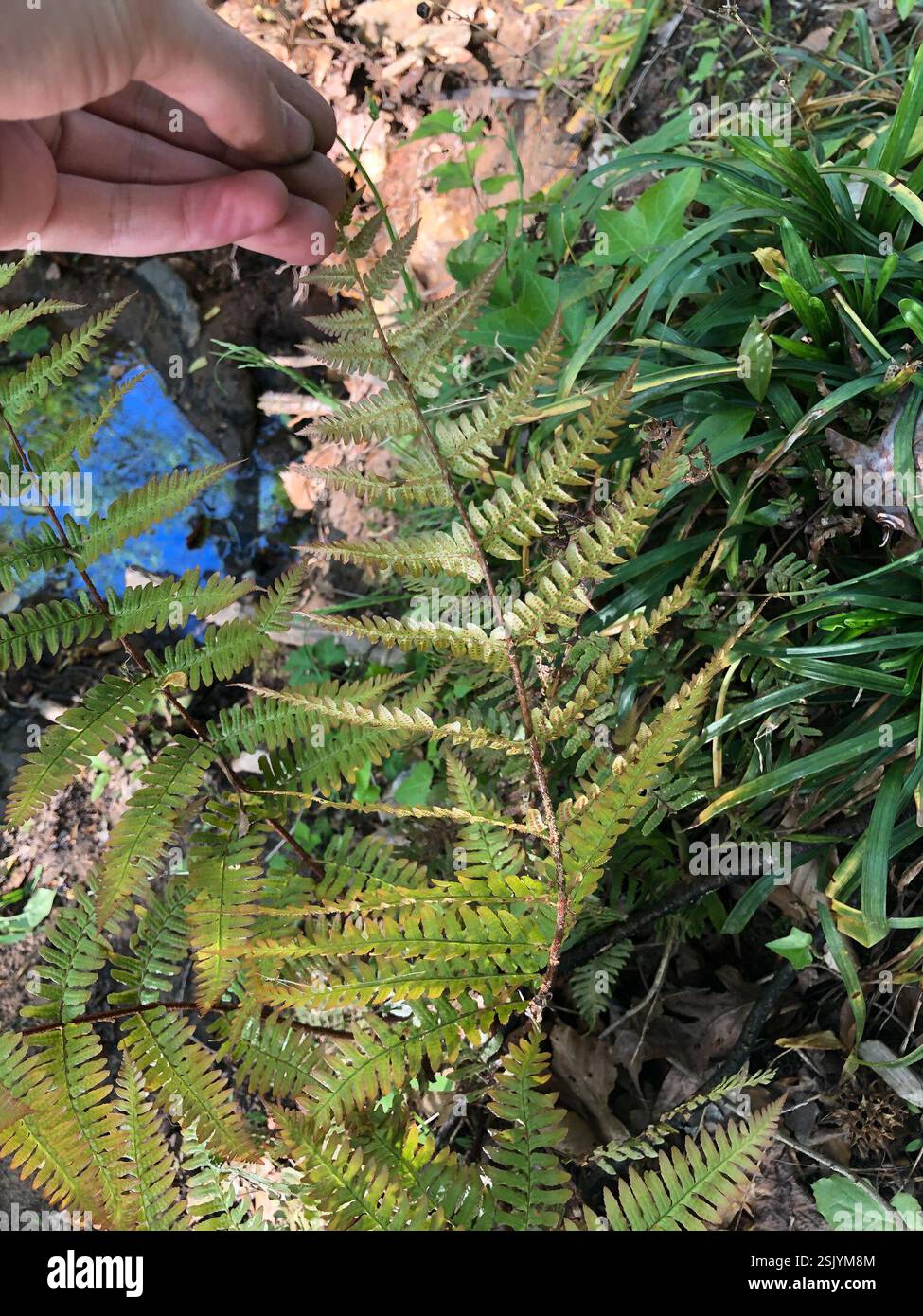 autumn fern (Dryopteris erythrosora), Plantae, S Ponce de Leon Ave NE ...