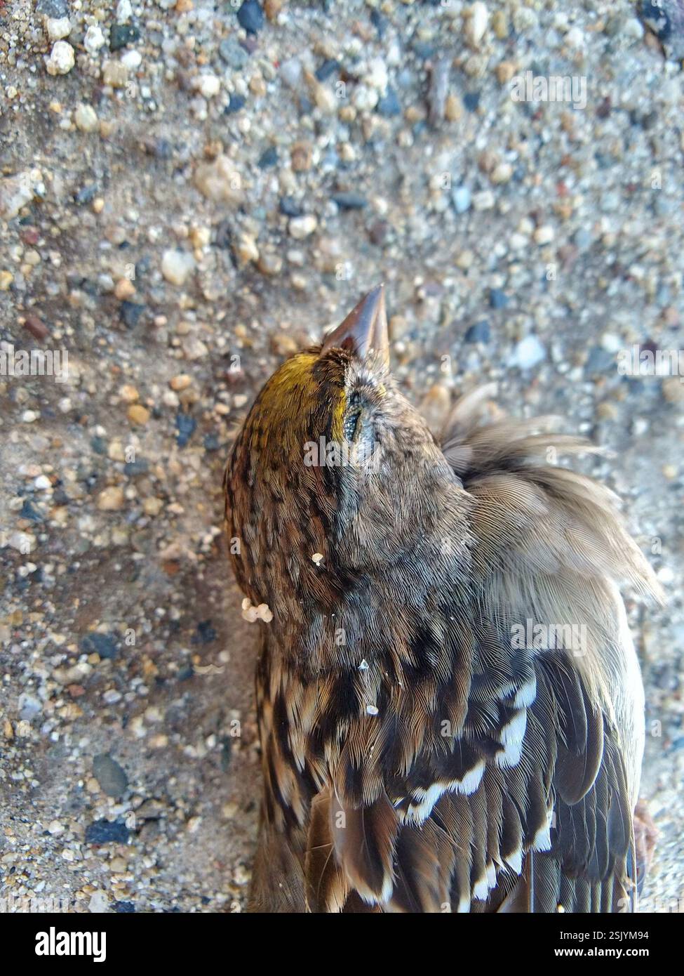Golden-crowned Sparrow (Zonotrichia atricapilla), Aves, Knights Ferry ...