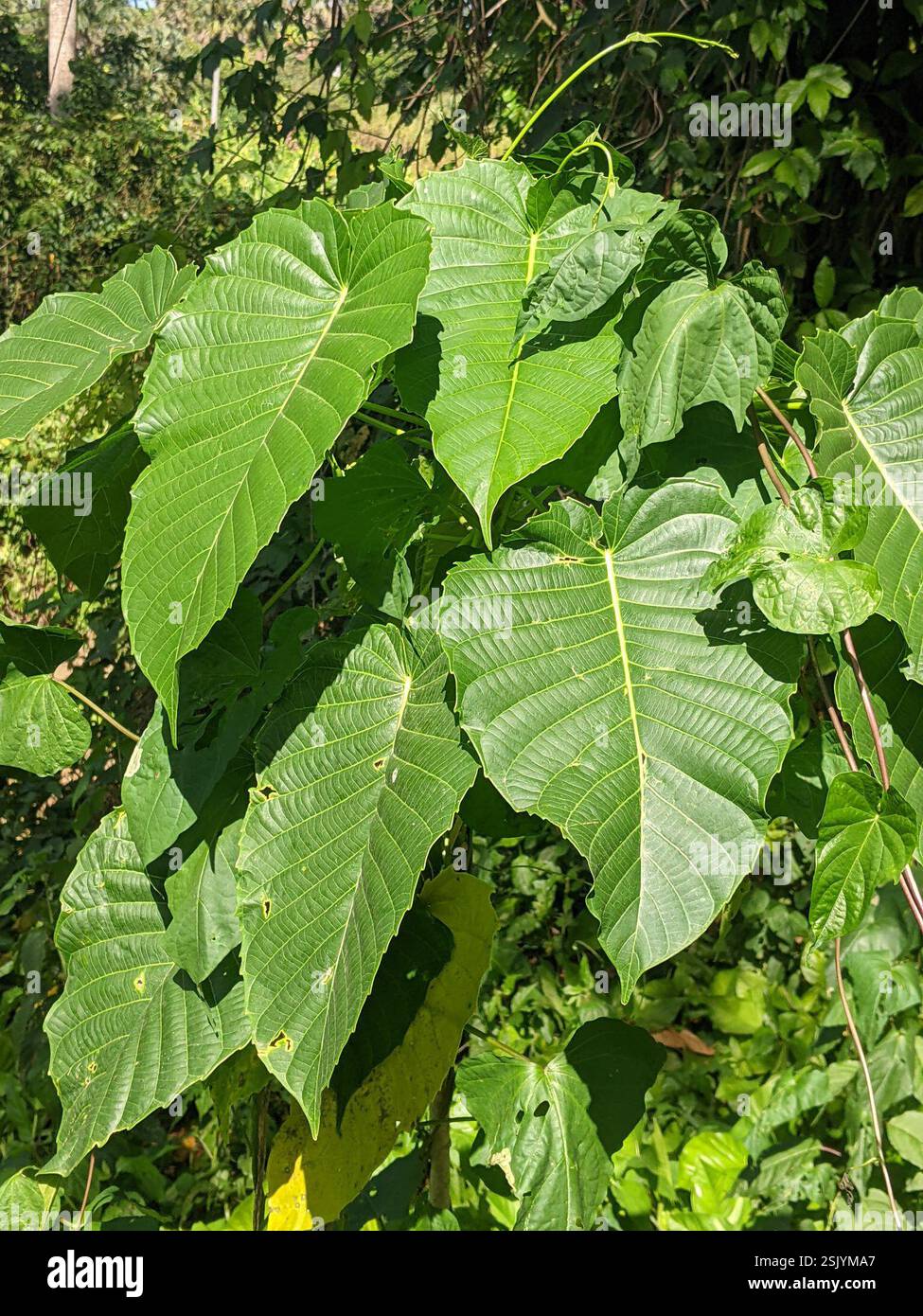Sandbox Tree (Hura crepitans), Plantae, Moca, Dominican Republic Stock ...