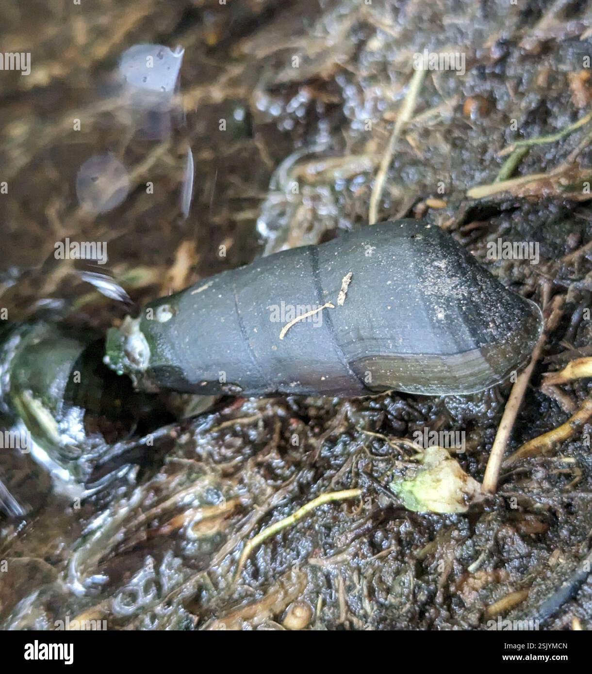(Pachychilidae), Mollusca, Patulul, Guatemala Stock Photo - Alamy