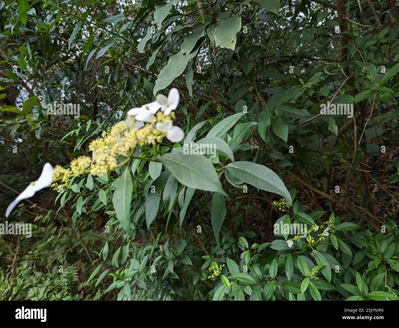 Chinese Hydrangea (Hydrangea chinensis), Plantae, 石門區 Stock Photo - Alamy