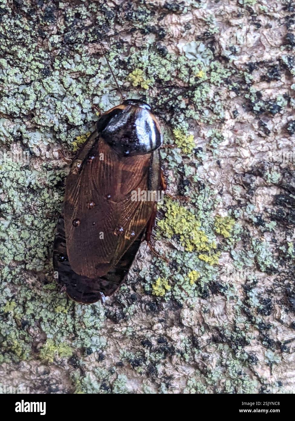 Surinam Cockroach (Pycnoscelus surinamensis), Insecta, Zillmere QLD ...