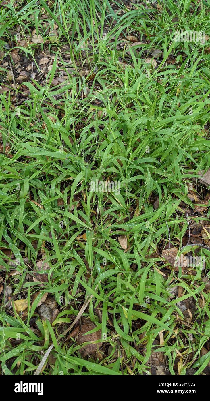 panic veldtgrass (Ehrharta erecta), Plantae, Westwood, Los Angeles, CA ...
