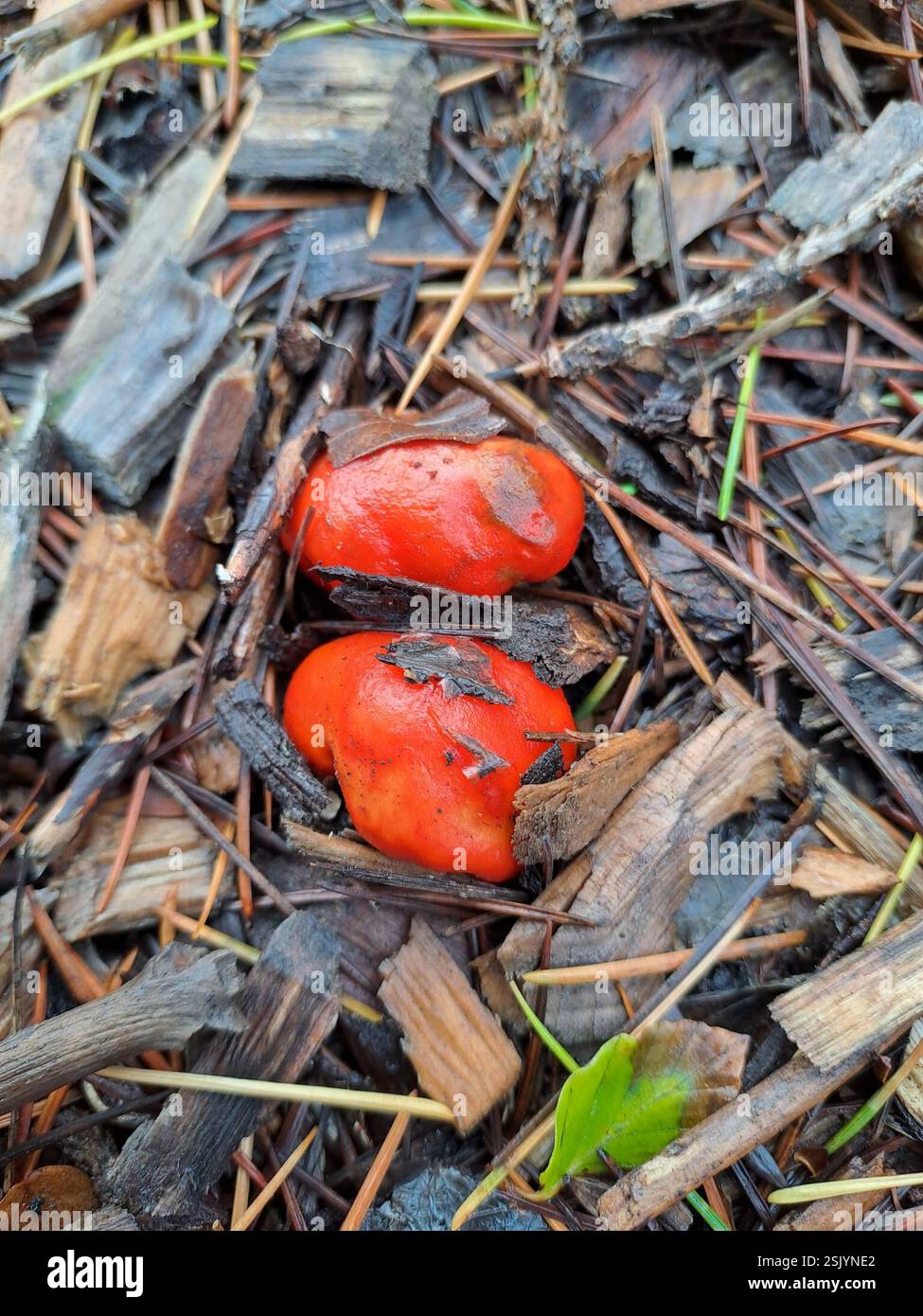 Scarlet Pouch (Leratiomyces erythrocephalus), Fungi, Invercargill, NZ ...