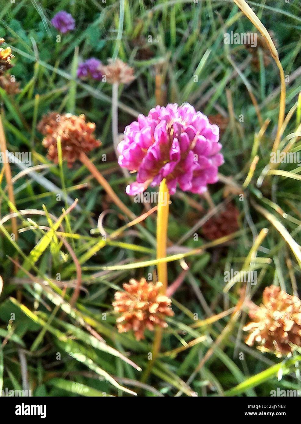 Wild Clover (Trifolium burchellianum), Plantae, Senqu Local ...