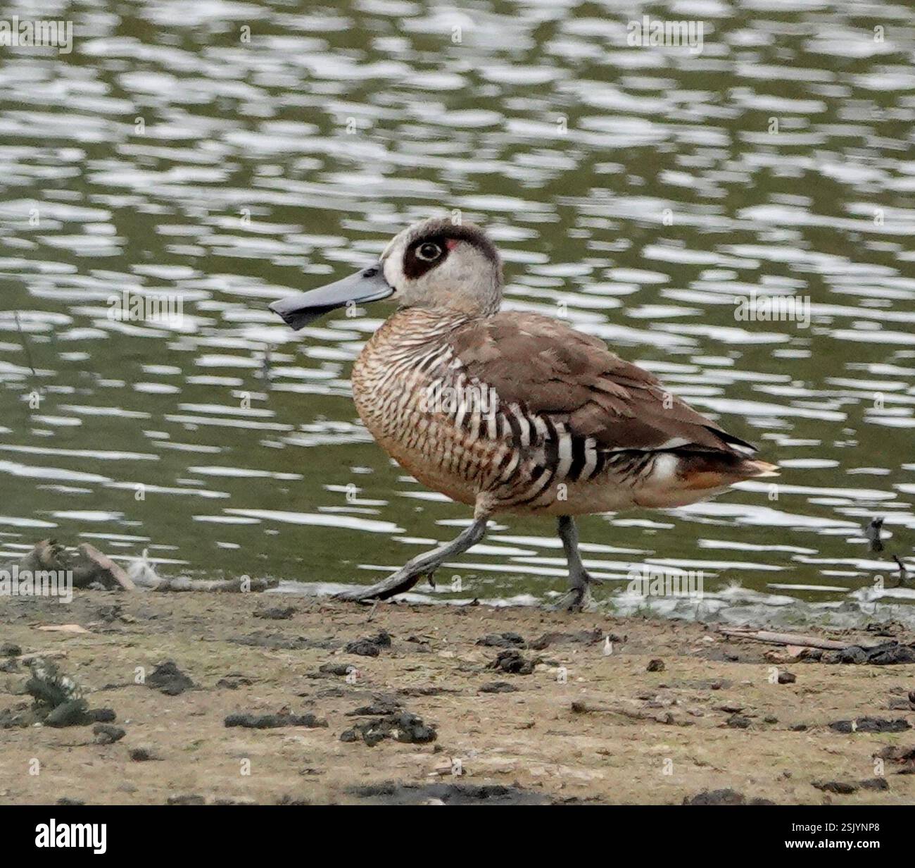 Pink-eared Duck (Malacorhynchus membranaceus), Aves, Boronia VIC 3155 ...