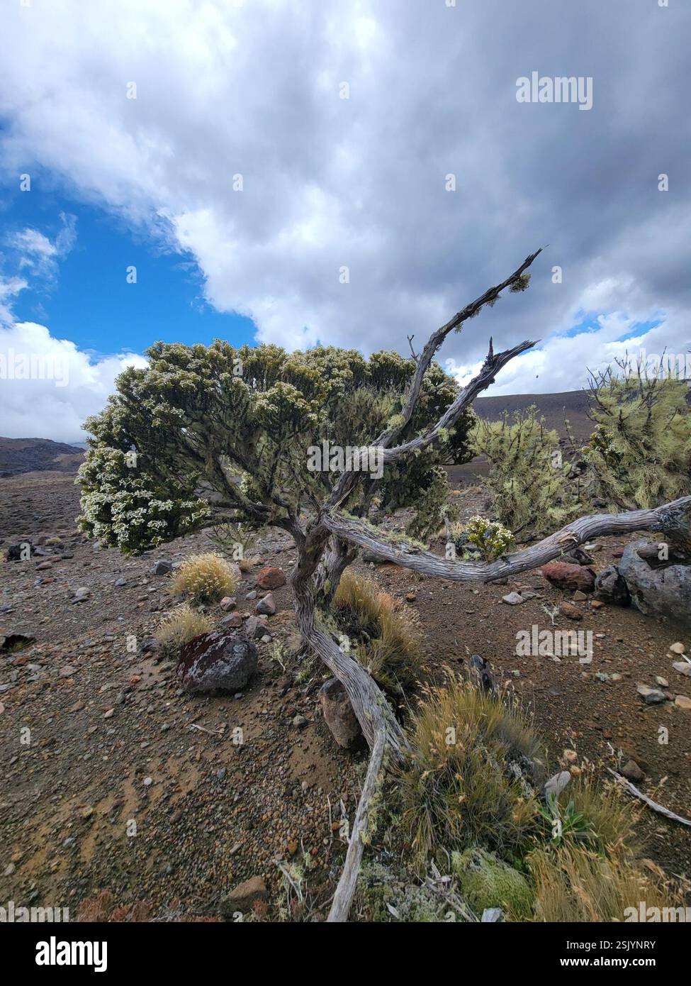 (Olearia nummulariifolia), Plantae, Ohakune 4691, New Zealand Stock ...
