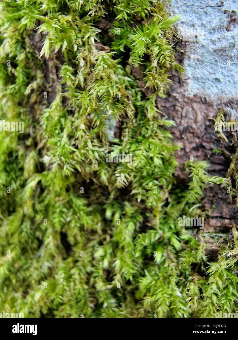 Rough-stalked Feather-moss (Brachythecium rutabulum), Plantae, Shank ...