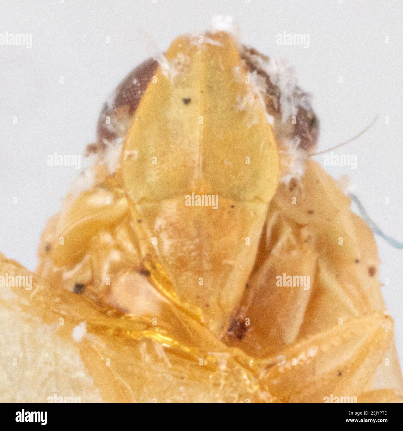 (Haplaxius meadi), Insecta, Mexico, taken with banana cargo in ...