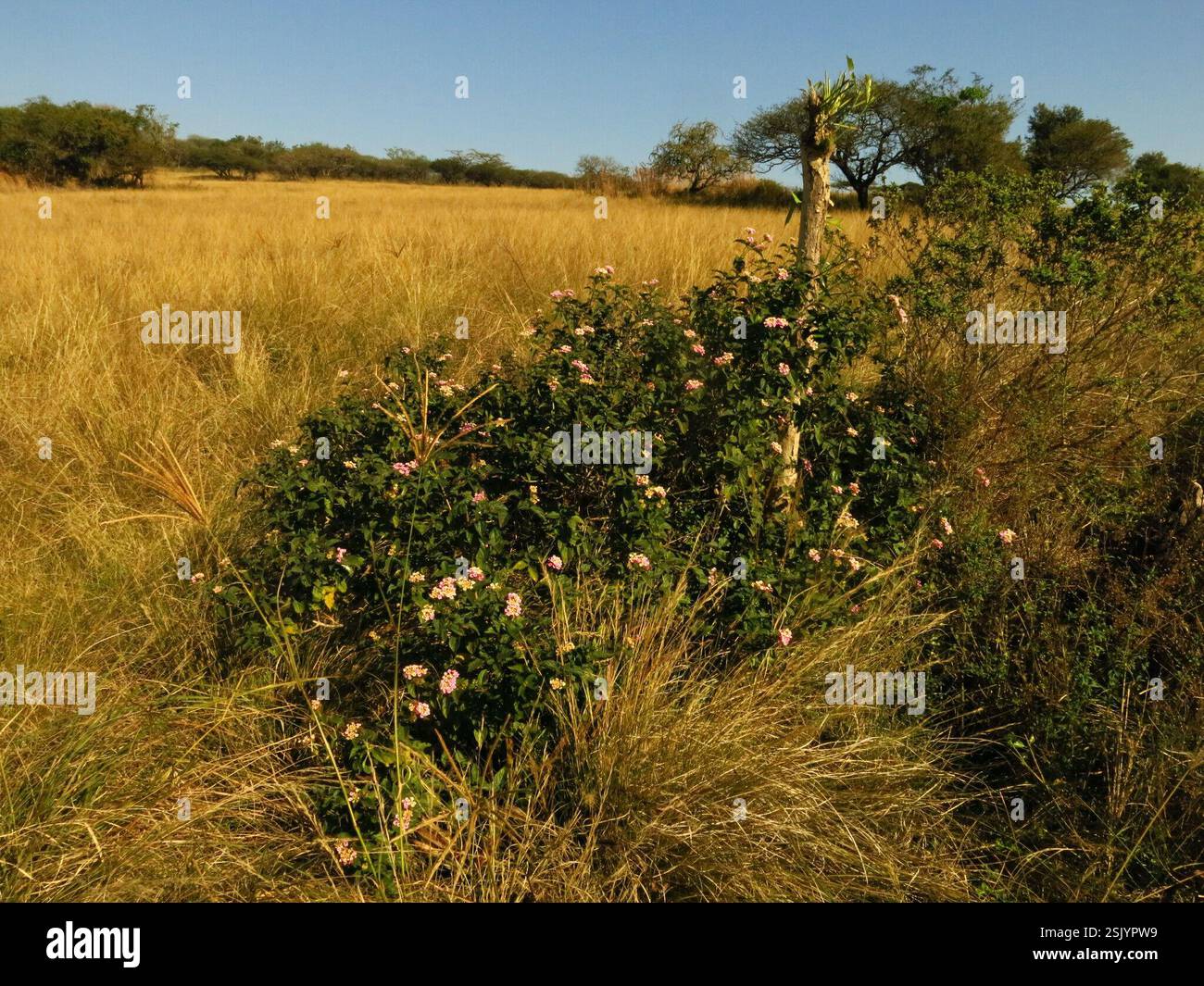 common lantana (Lantana camara), Plantae, uMgungundlovu District ...