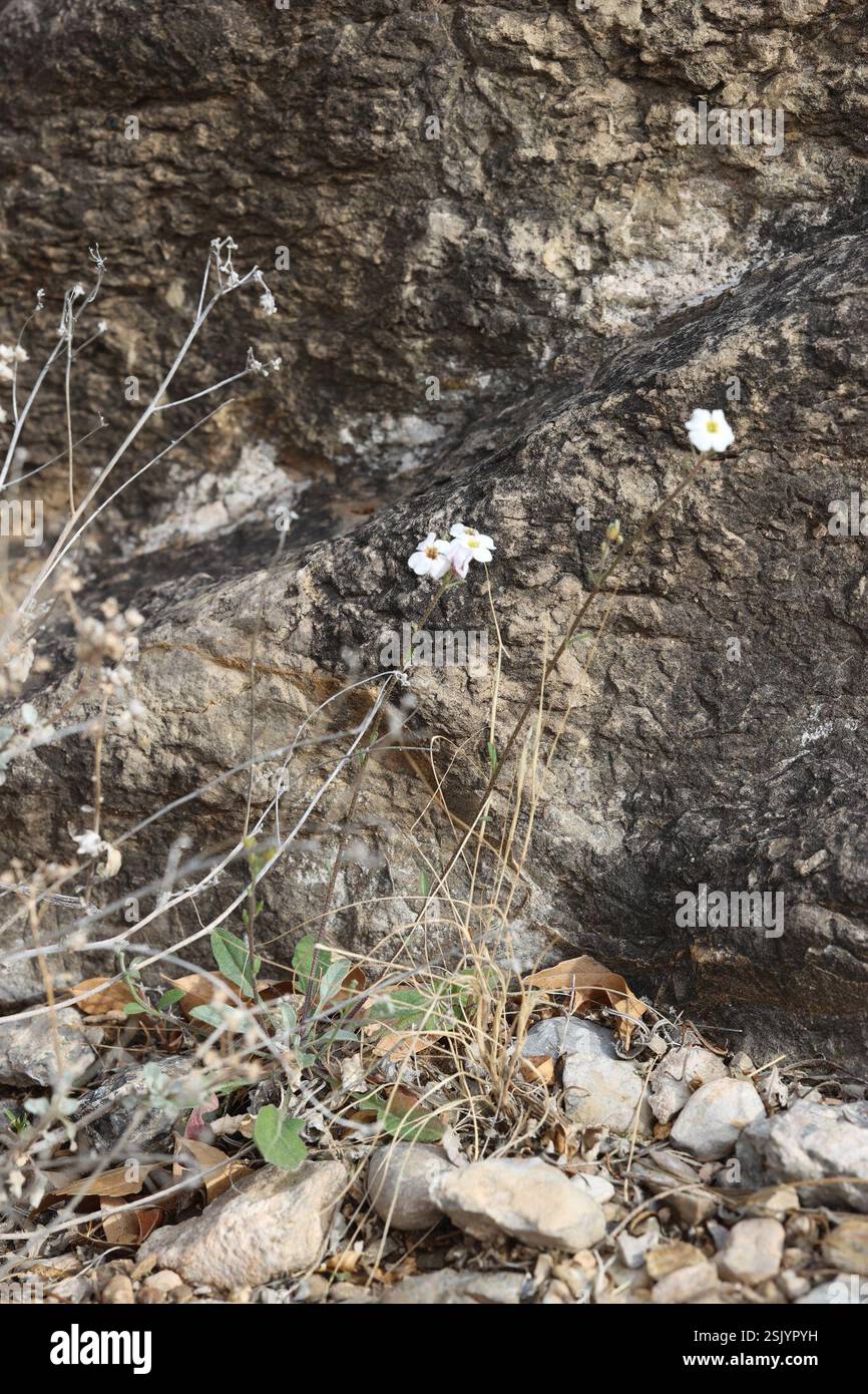 white bladderpod (Physaria purpurea), Plantae, Otero County, NM, USA ...