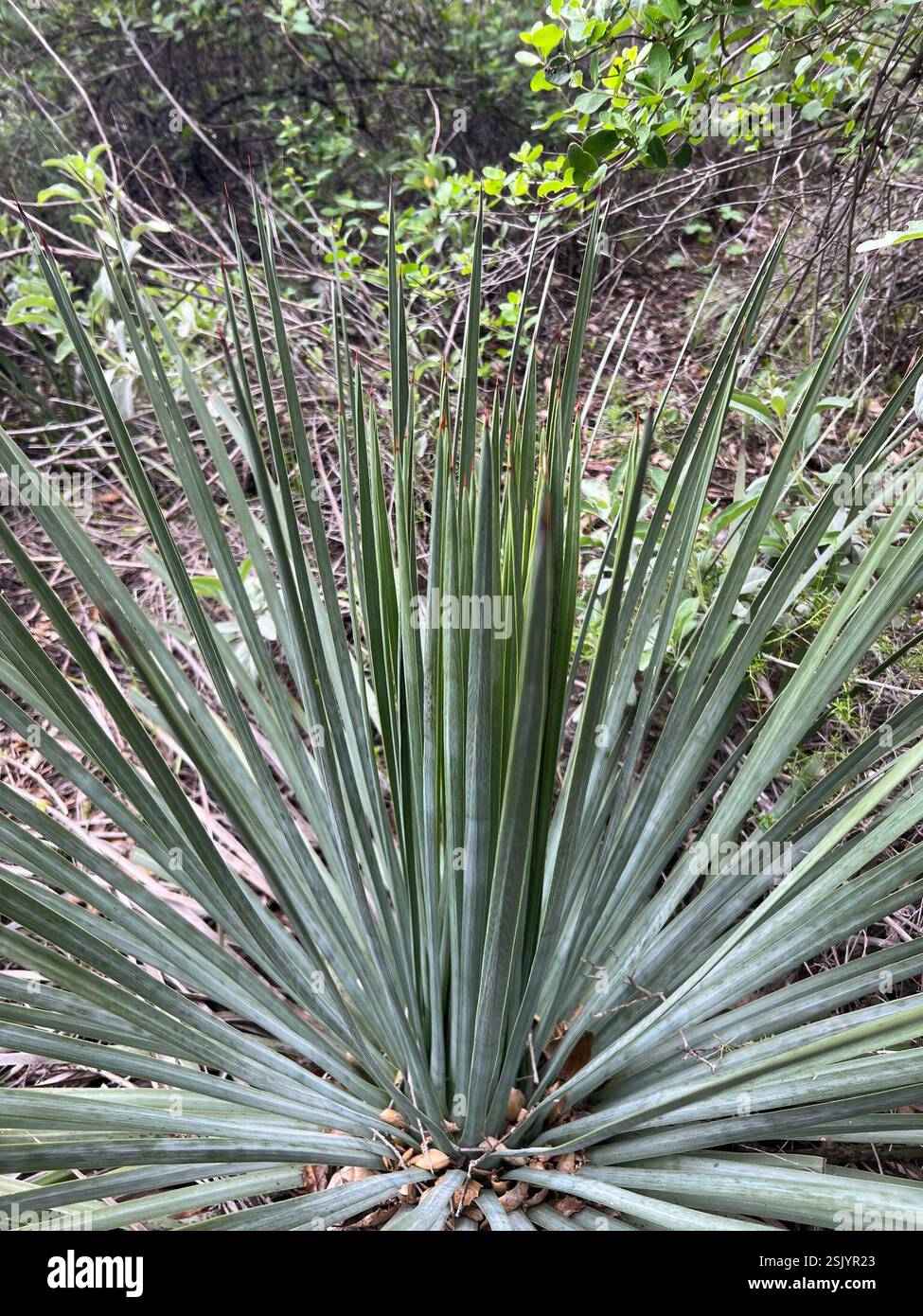 chaparral yucca (Hesperoyucca whipplei), Plantae, Orange County, CA ...