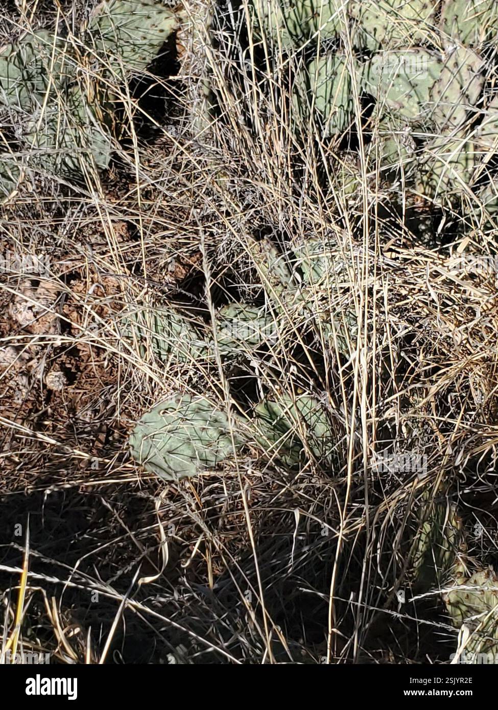 Slim Tridens (Tridentopsis mutica), Plantae, Randall, Texas, United ...