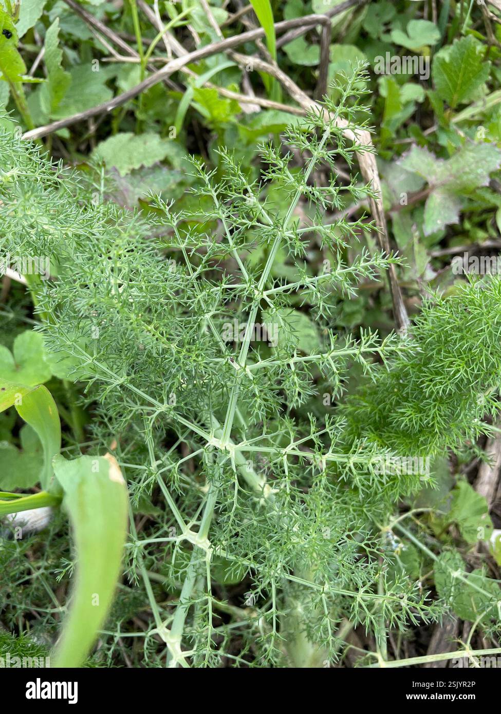 fennel (Foeniculum vulgare), Plantae, Santa Clara, California, United ...