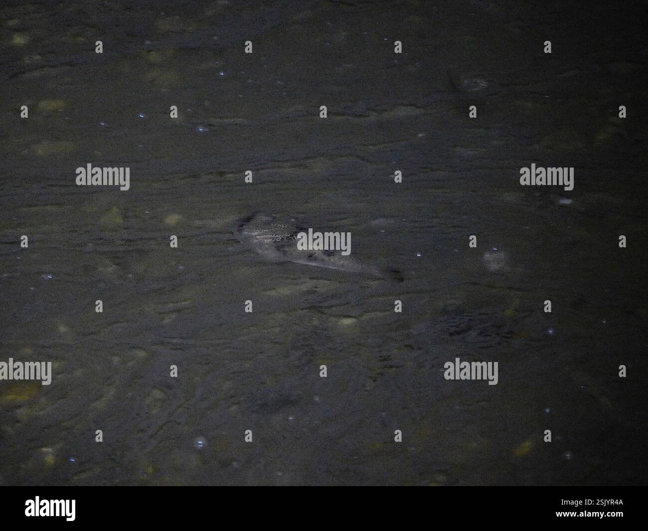 Smooth Toadfish (Tetractenos glaber), Actinopterygii, Beauty Point TAS ...