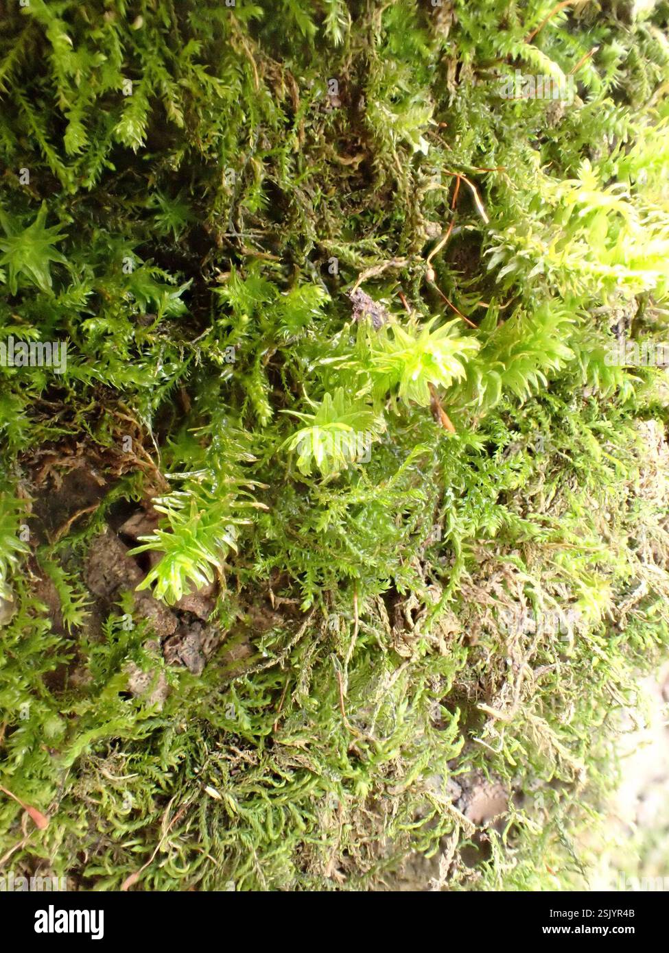 Rambling Tail-moss (Anomodon viticulosus), Plantae, Castellumpad ...
