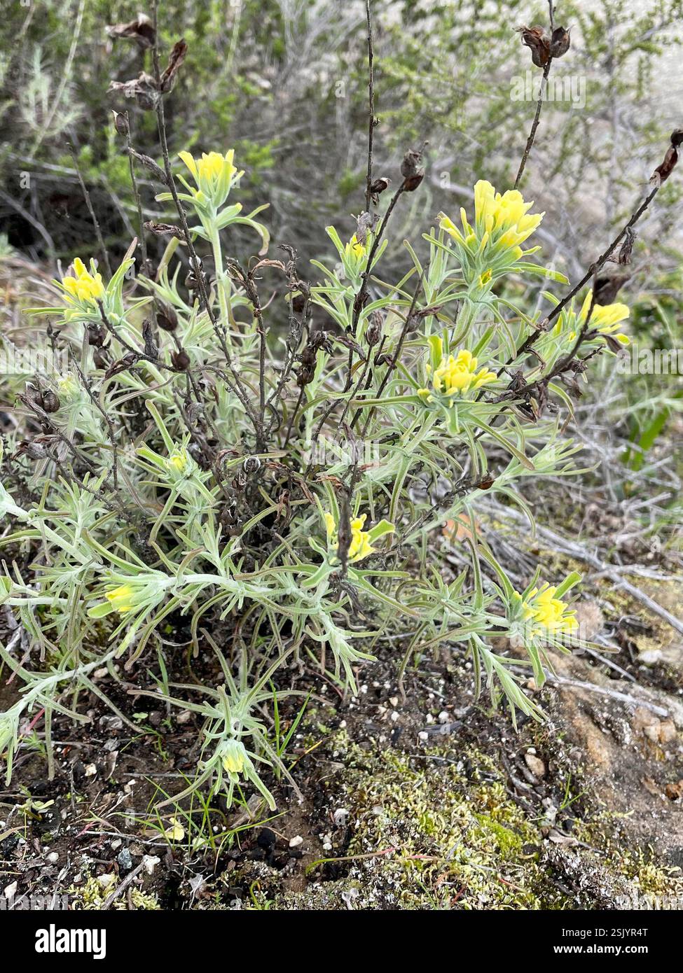 Woolly Indian Paintbrush (Castilleja foliolosa), Plantae, Fort Ord ...