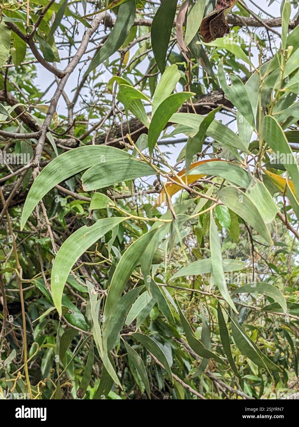 Black Wattle (Acacia aulacocarpa), Plantae, Taigum QLD 4018, Australia ...