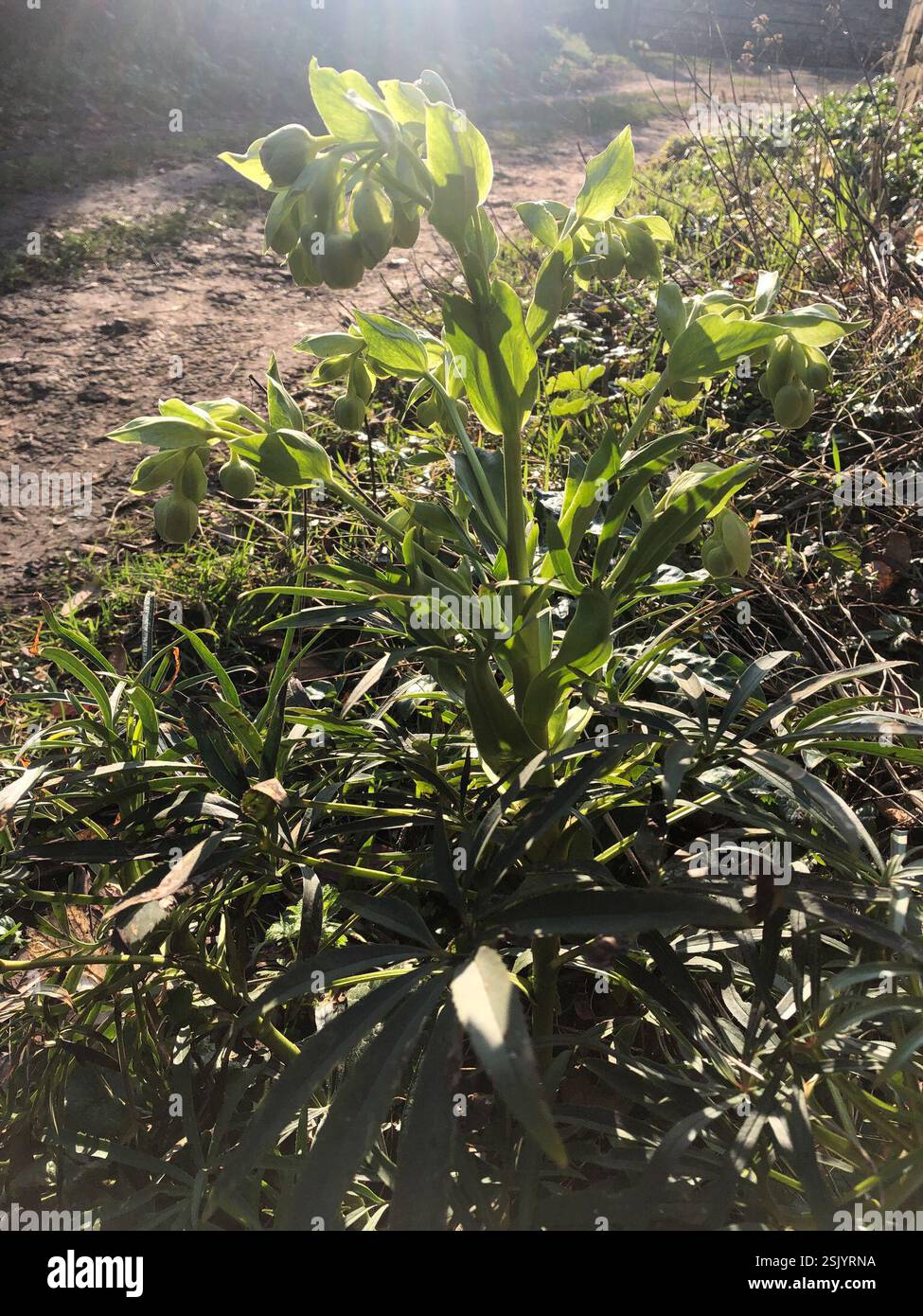 Stinking hellebore (Helleborus foetidus), Plantae, Cotswolds AONB ...
