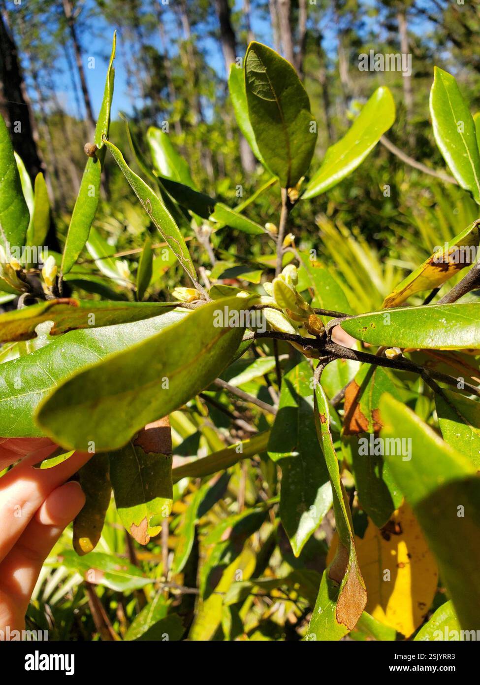 Wax Scales (Ceroplastes), Insecta, Gainesville, FL 32641, USA, host in ...