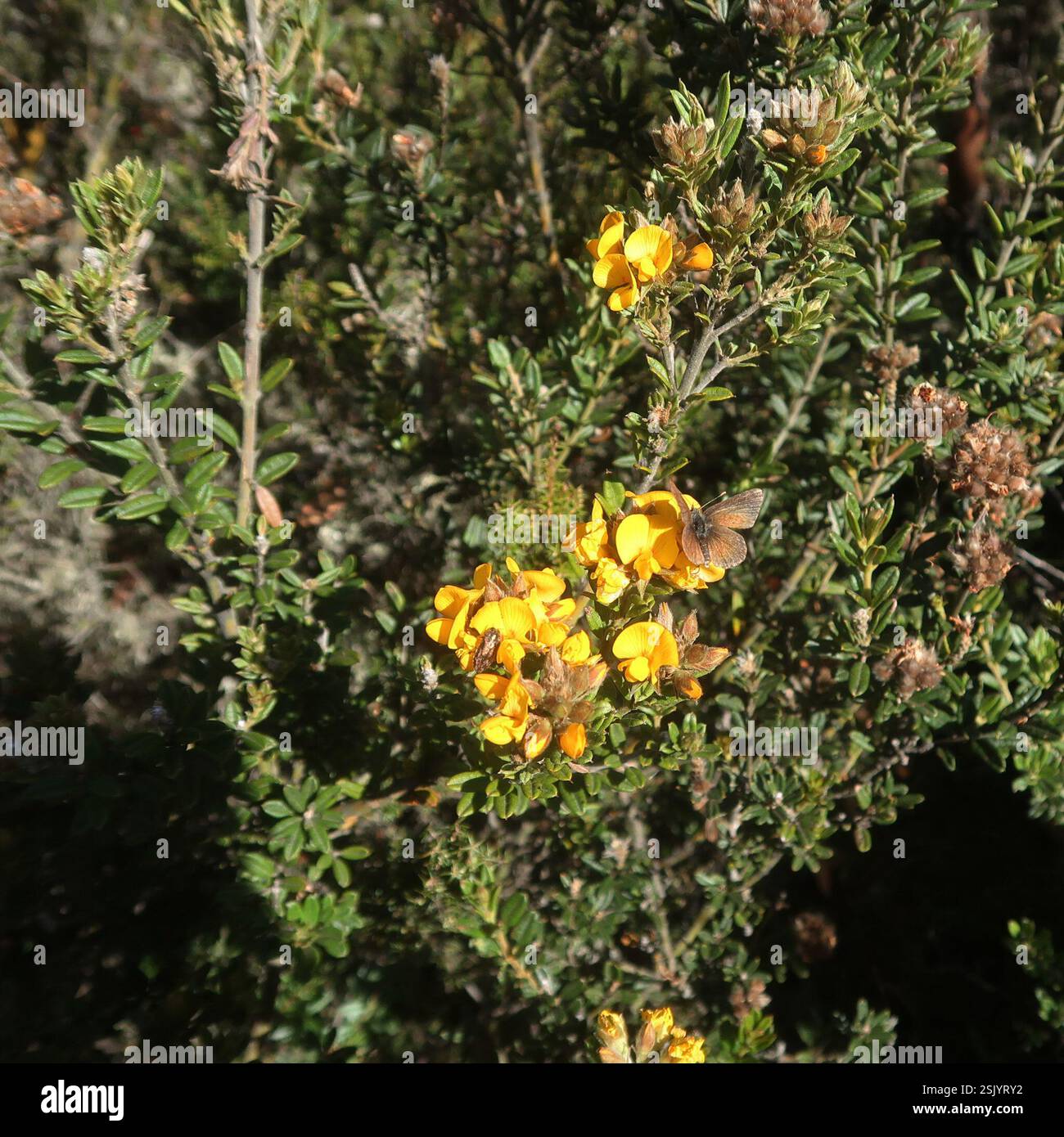 golden shaggy-pea (Oxylobium ellipticum), Plantae, Poatina Road ...