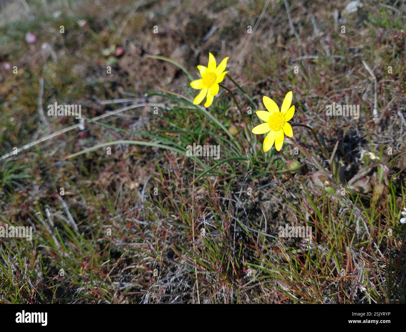 spring gold (Crocidium multicaule), Plantae, White Salmon, WA 98672 ...