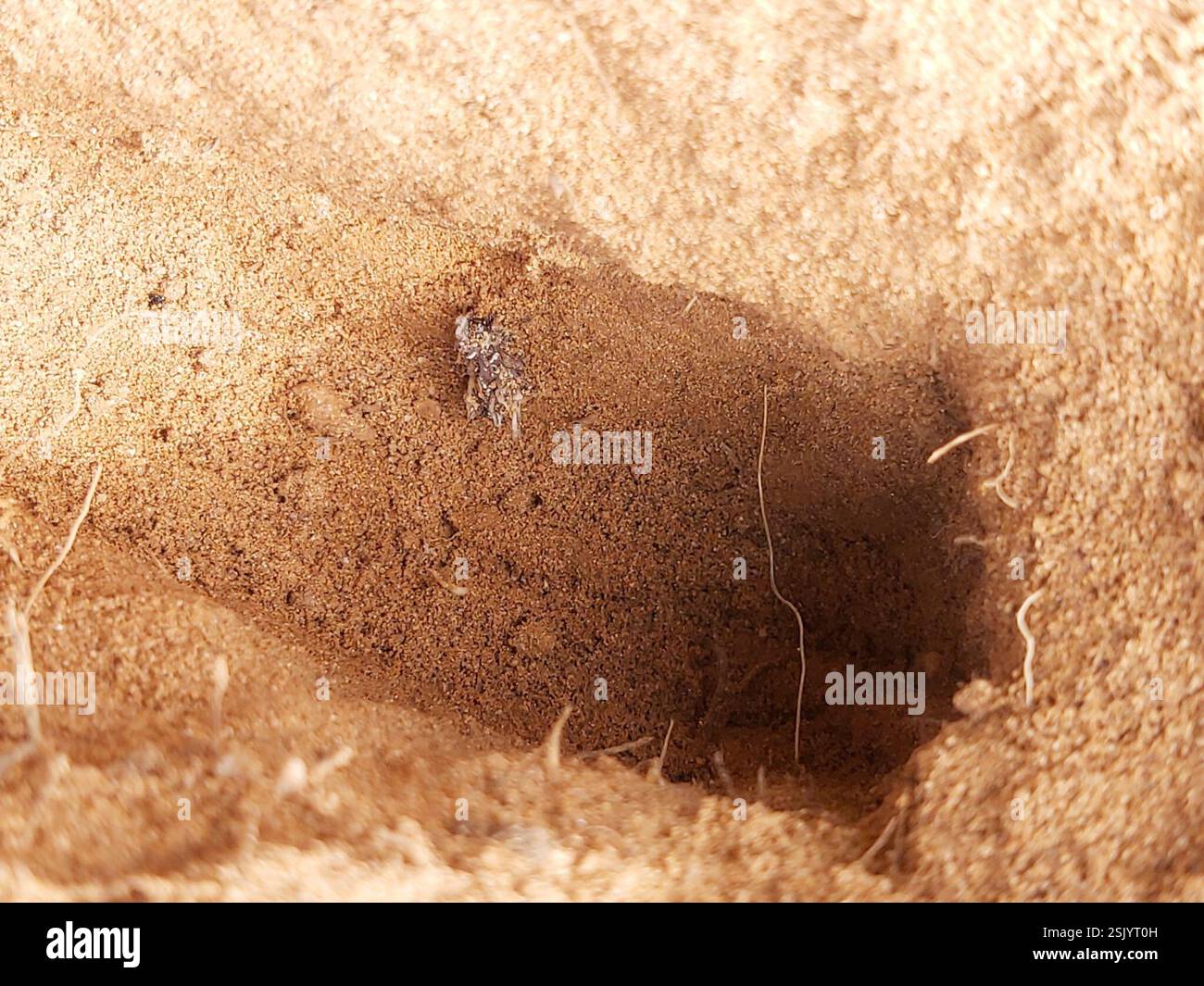 Bagworm Moths (Psychidae), Insecta, L-Armier, Mellieħa, Malta Stock ...