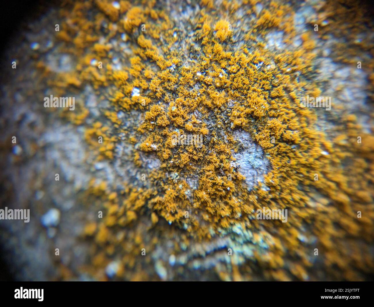 Shrubby Sunburst Lichen (Polycauliona candelaria), Fungi, Vancouver, BC ...