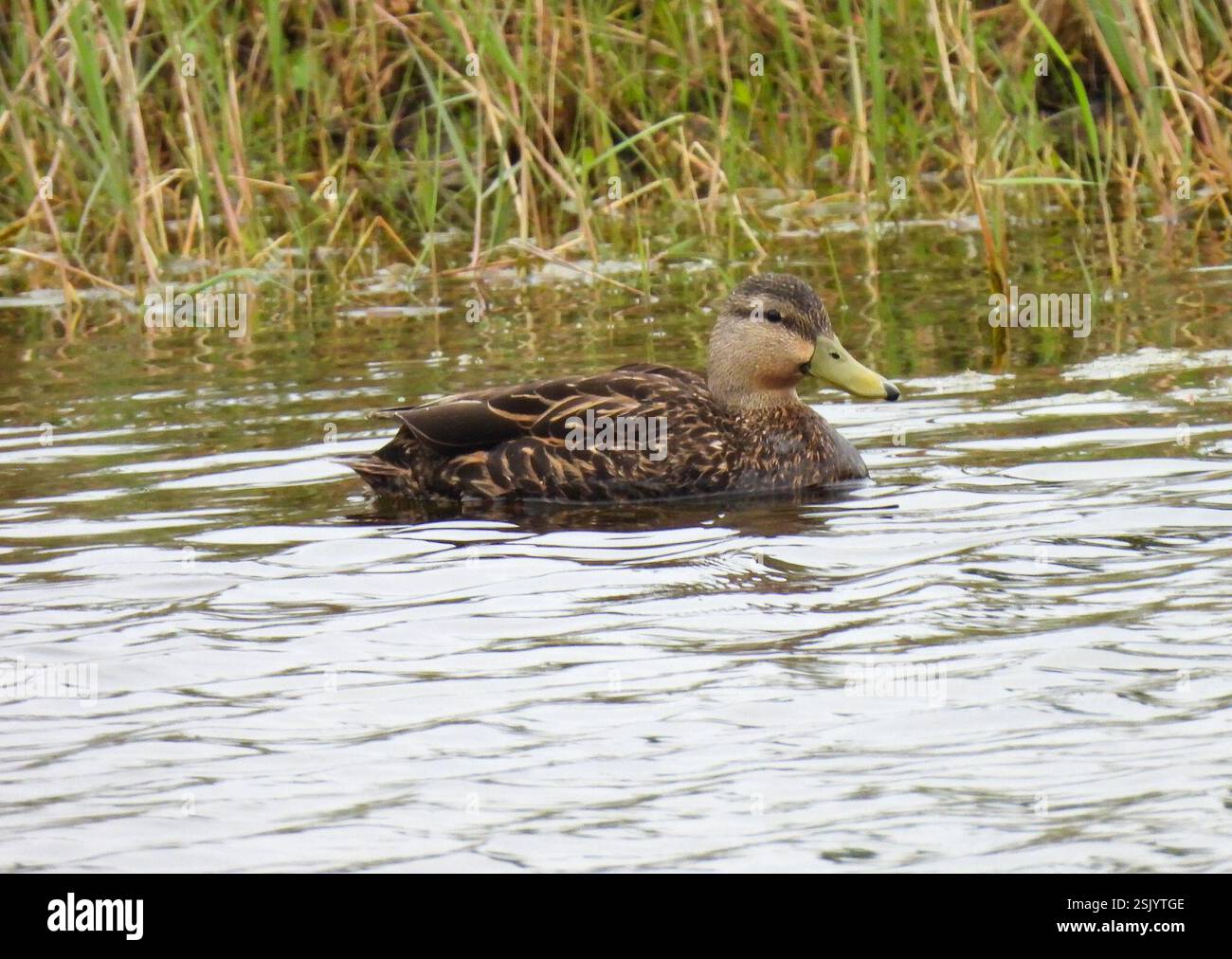 Mottled Duck (Anas fulvigula), Aves, Laffite's Cove Nature Society ...