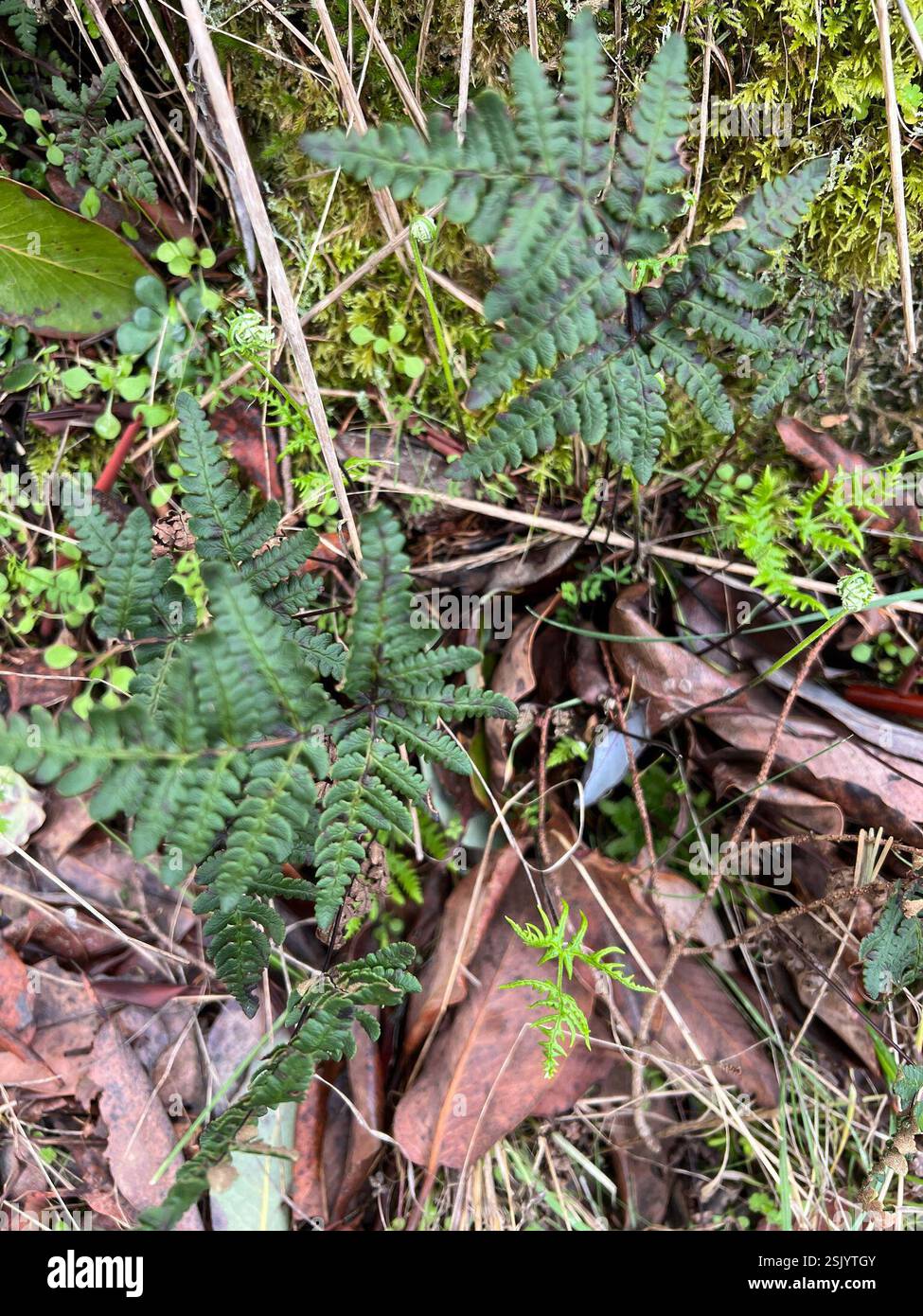goldback fern (Pentagramma triangularis), Plantae, Island County, WA ...