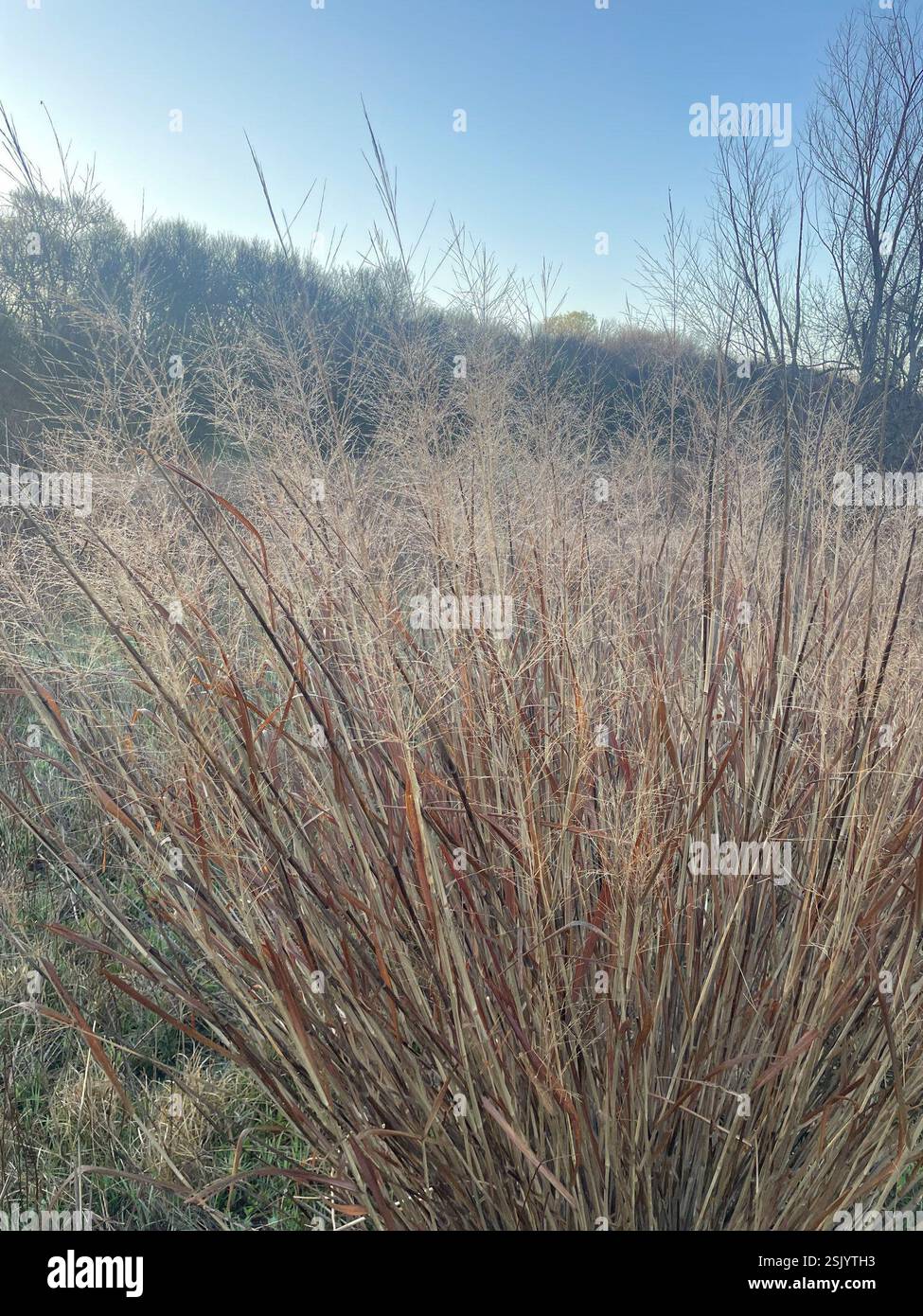 switchgrass (Panicum virgatum), Plantae, Lewisville, TX, US Stock Photo ...