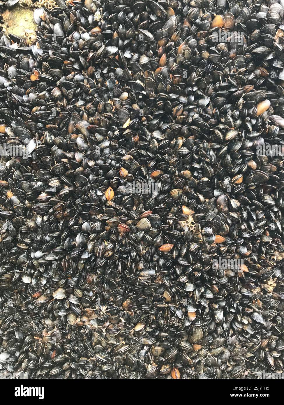 Blue Mussel (Mytilus edulis), Mollusca, Sandfields East Community, Port ...