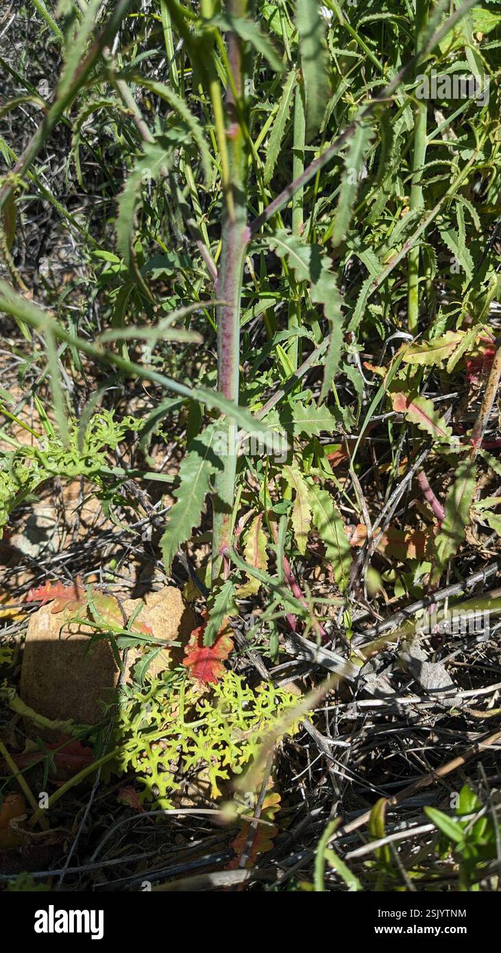 California primrose (Eulobus californicus), Plantae, Los Angeles, CA ...