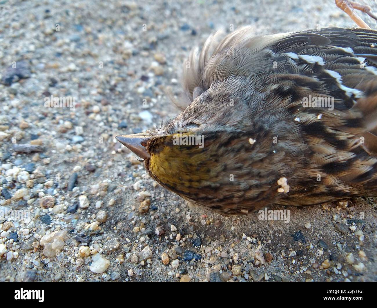 Golden-crowned Sparrow (Zonotrichia atricapilla), Aves, Knights Ferry ...