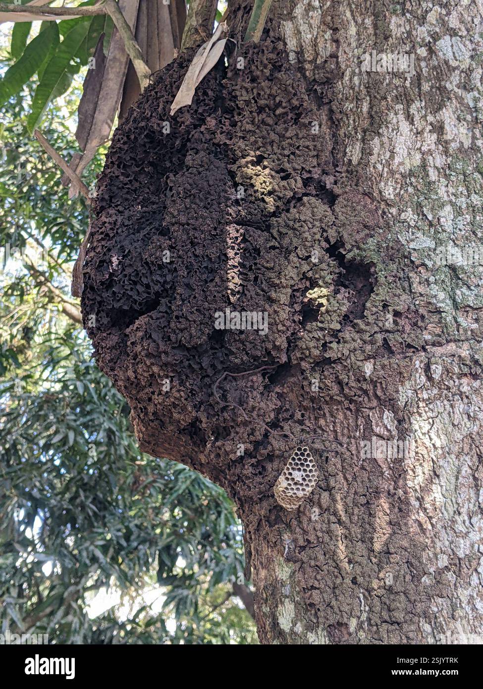 Insects (Insecta), Insecta, Moca, Dominican Republic Stock Photo - Alamy
