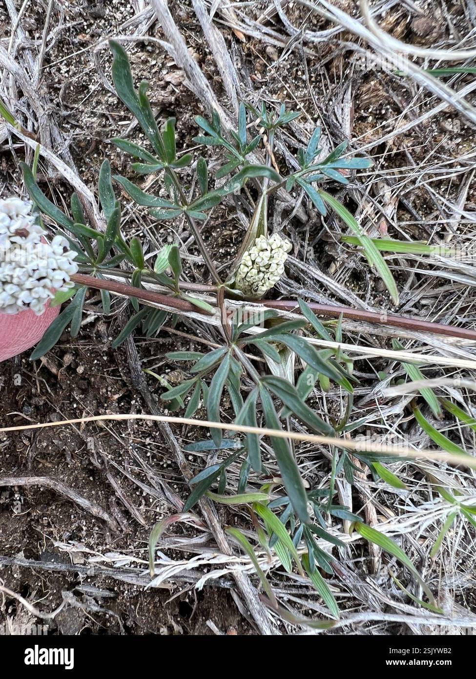 Geyer's Desert-parsley (Lomatium geyeri), Plantae, Grant County, WA ...