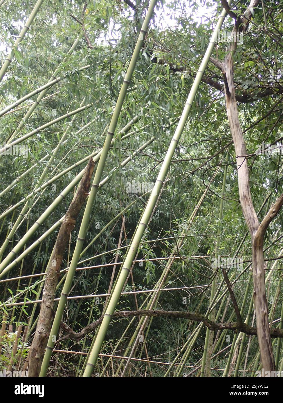 fishpole bamboo (Phyllostachys aurea), Plantae, Chase Valley ...