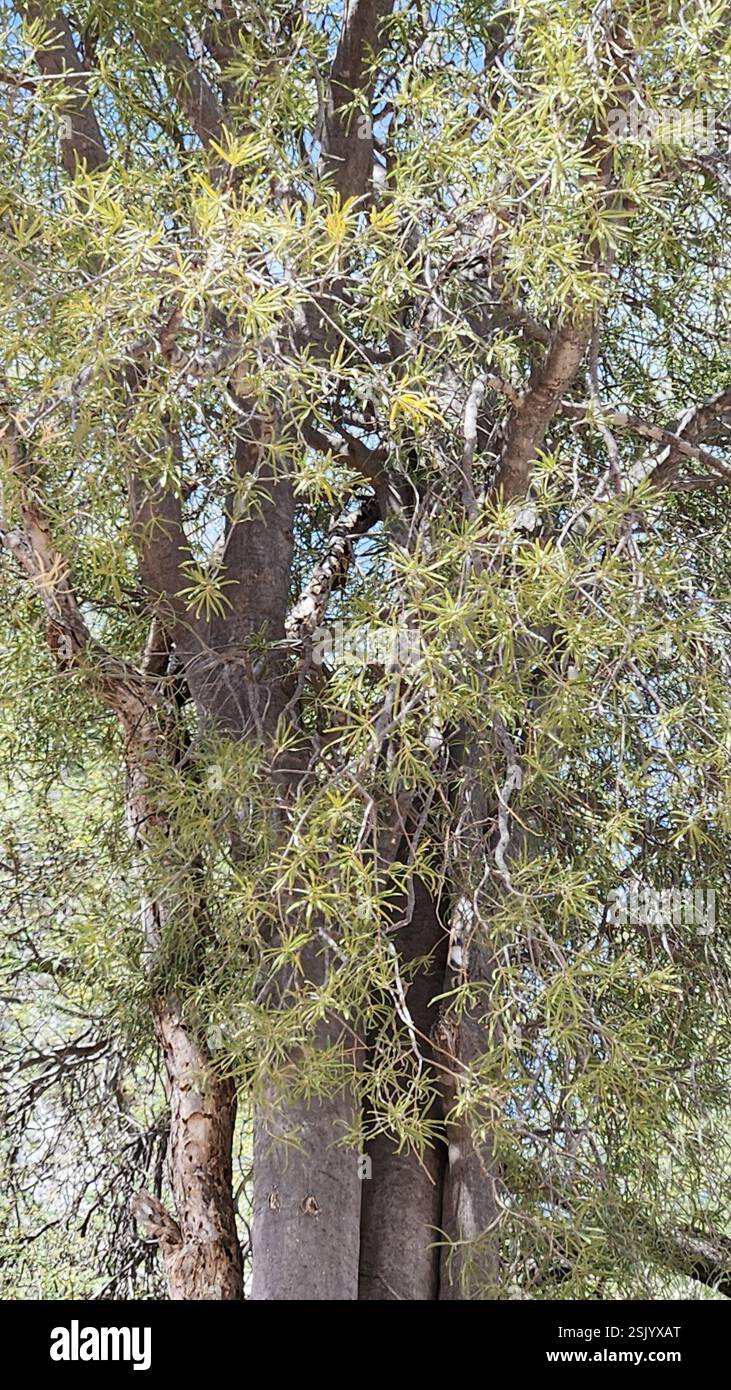 Baja Elephant Tree (Pachycormus discolor), Plantae, Loreto, MX-BS, MX ...