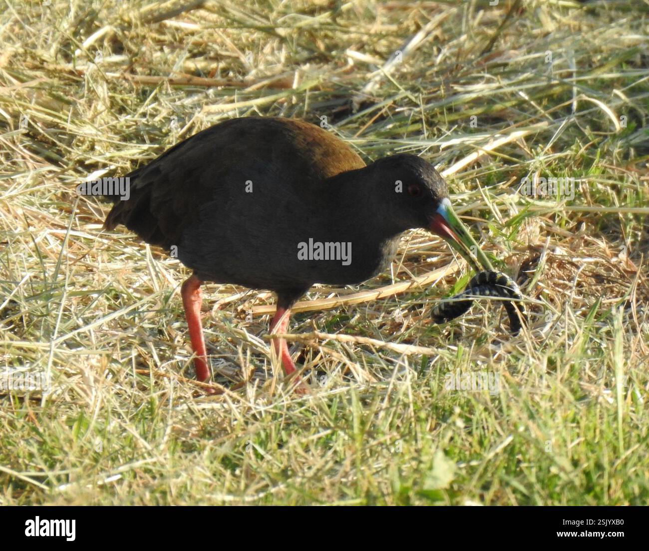Yellow-bellied Liophis (Erythrolamprus poecilogyrus), Reptilia, Maracó ...